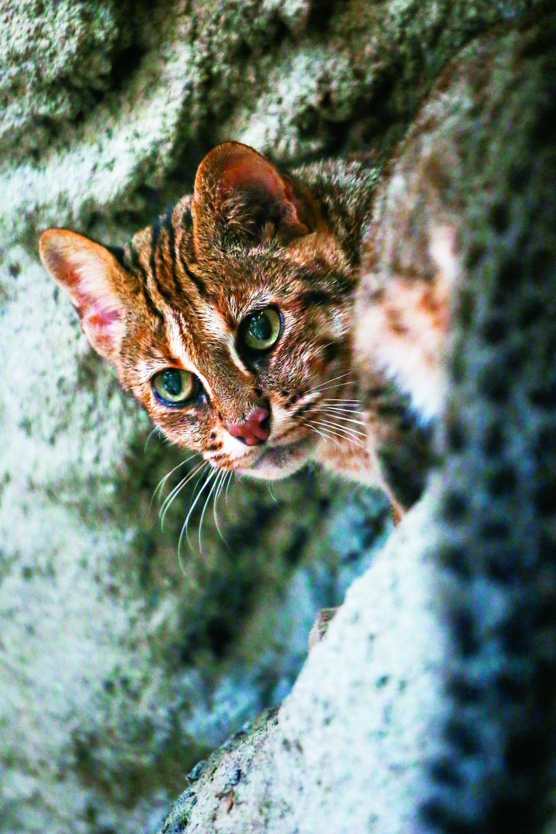 Taiwan's wild feline species: Taichung's Leopard Cat - TaiwanFun
