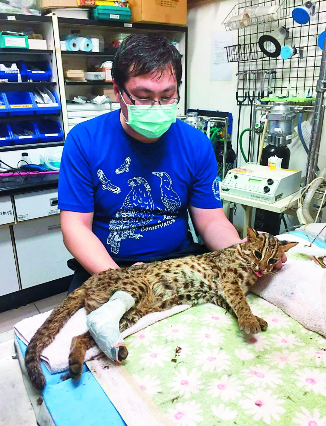 Taiwan's wild feline species: Taichung's Leopard Cat - TaiwanFun